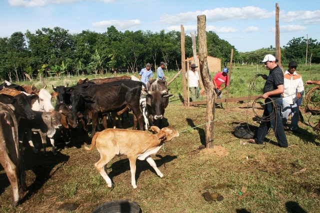 Familias campesinas inician producción láctea en Misiones – Entidad ...