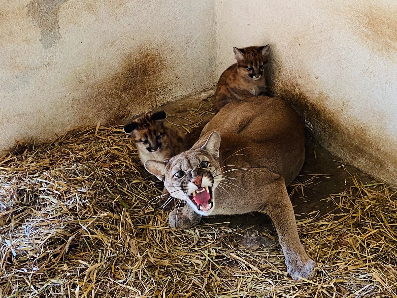 Refugio faunístico de Yacyretá logra exitosa reproducción de dos ...